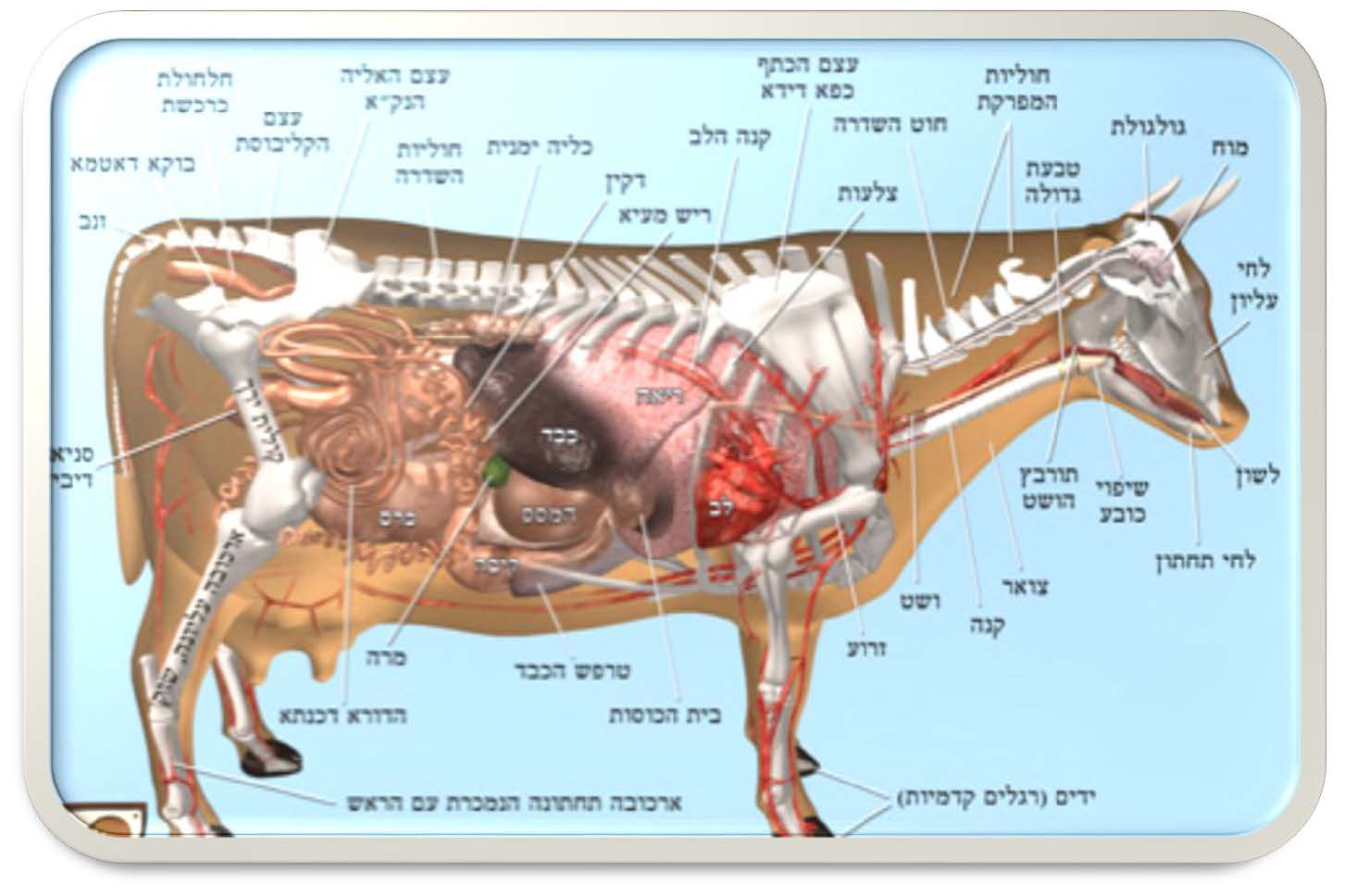 קורס ניקור בהמות הכשרת מנקרים על ידי מכון עליה בנשיאות גדולי הדור שליט א